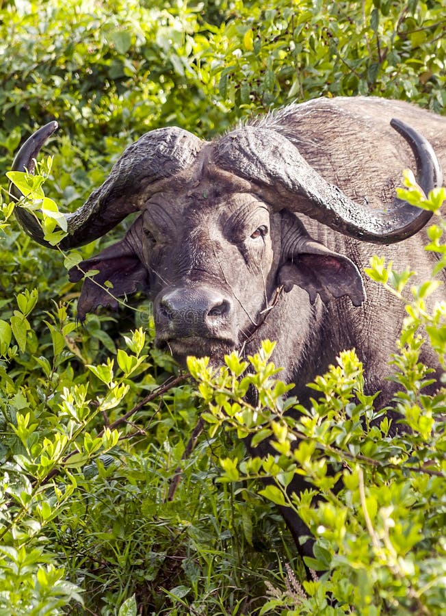 Buffalo head stock image. Image of park, sunny, animal - 40995771