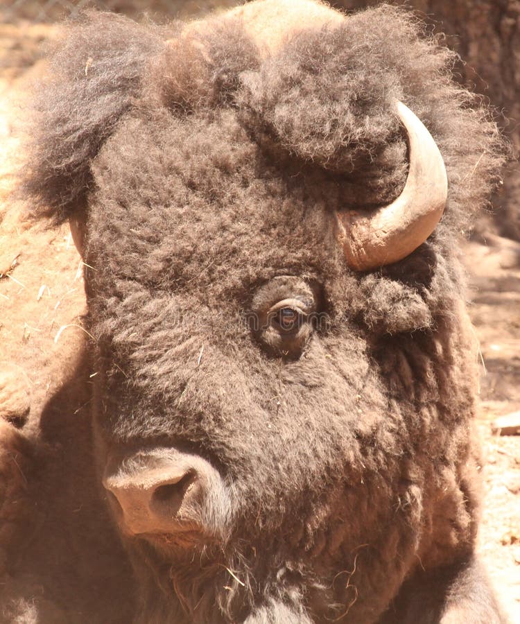 Buffalo head stock image. Image of tree, horn, mouth - 42452801