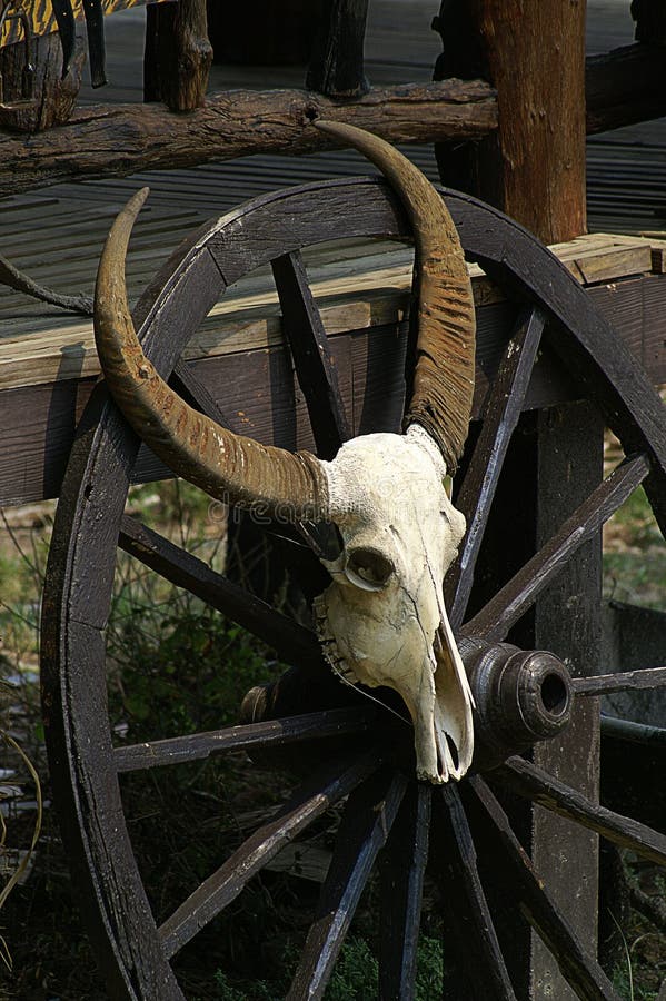 844 Buffalo Head Skull Stock Photos - Free & Royalty-Free Stock Photos ...