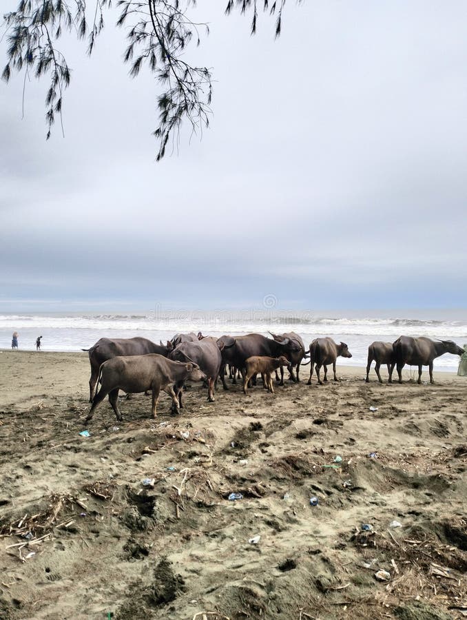 Buffalo herd on the beach stock photo. Image of savanna - 282774672