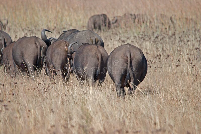 Herd Filing Stock Photos - Free & Royalty-Free Stock Photos from Dreamstime