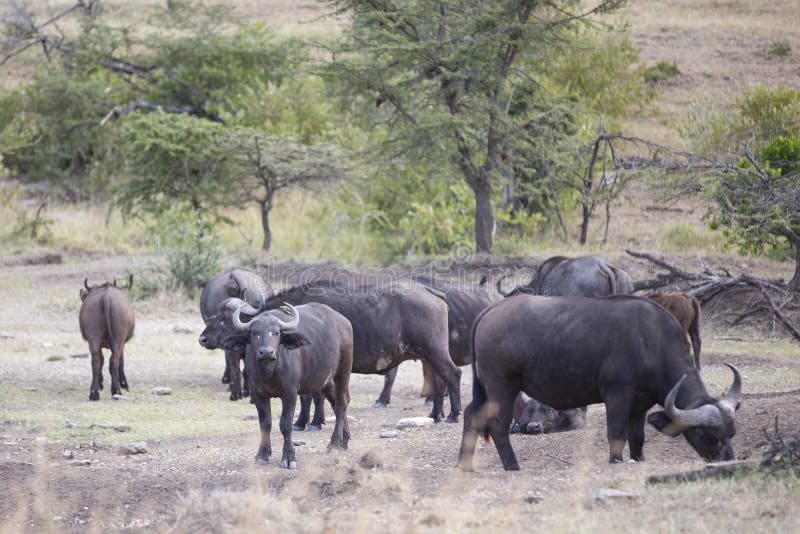Buffalo stock image. Image of natural, bovine, field - 96437279