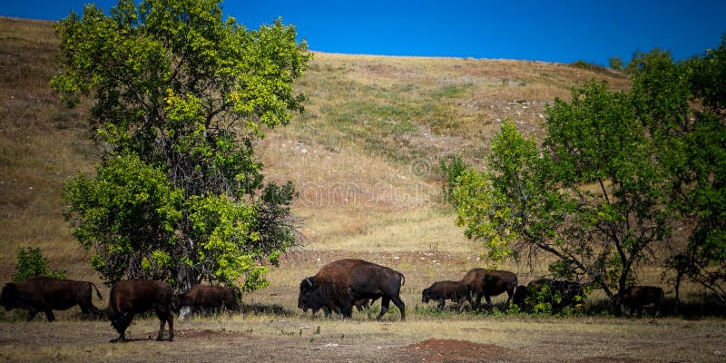 Buffalo Herd at Custer State Park Stock Image - Image of herding ...