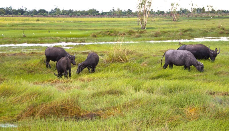 Buffalo Herd Shear Grass in Field Stock Image - Image of farmland ...