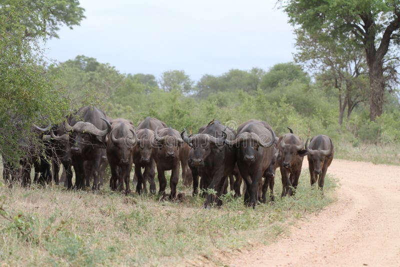 Buffalo Herd stock photo. Image of hole, small, making - 73951572