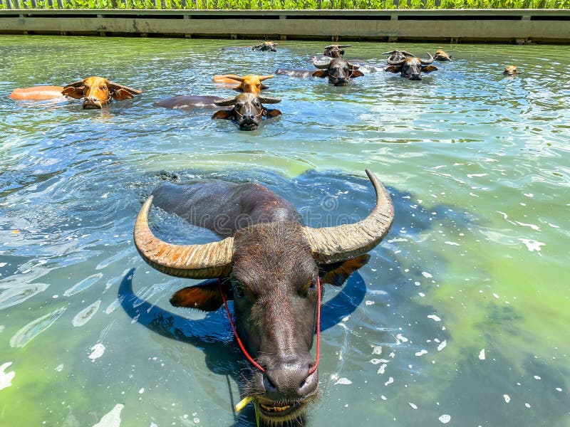 Buffalo Hide stock photo. Image of pioneer, american, cure - 28164