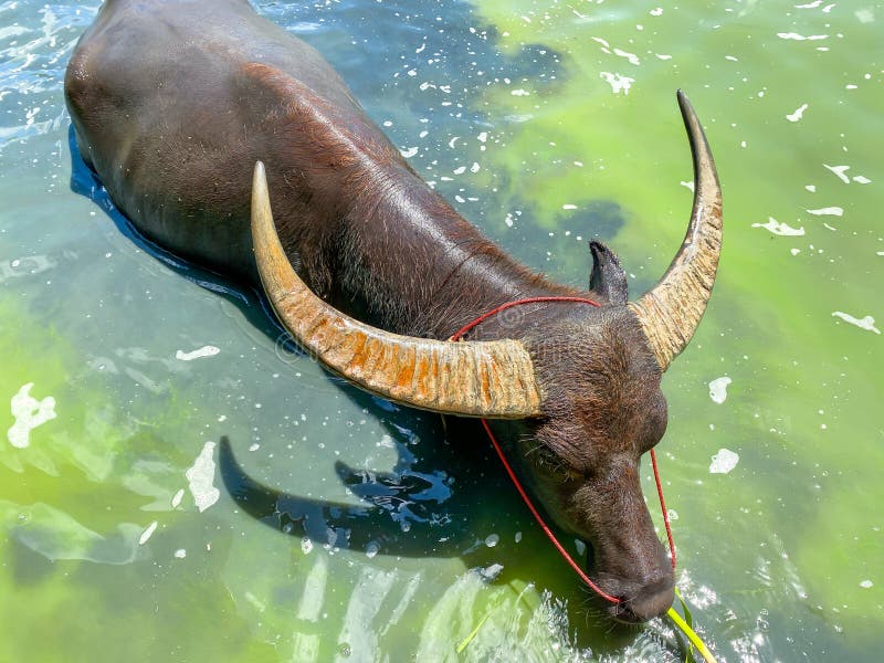 Buffalo Hide stock photo. Image of pioneer, american, cure - 28164