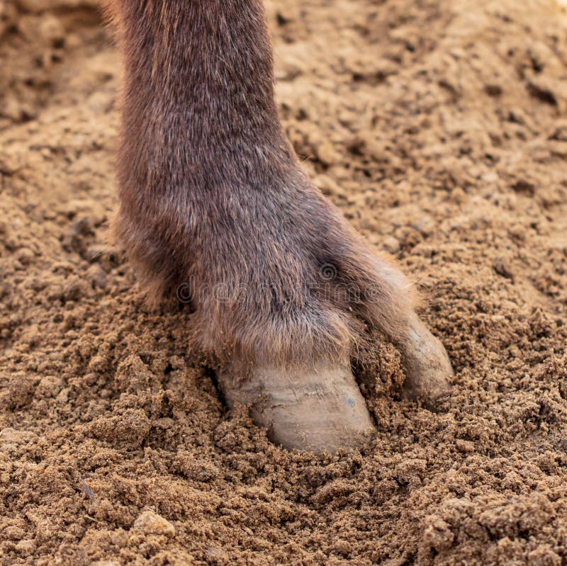 Hoof pig farm stock image. Image of hoof, farming, mammal - 101944199
