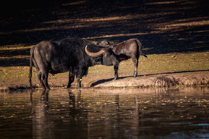 Buffalo Hungarian Cattle Portrait in Nature Stock Photo - Image of ...