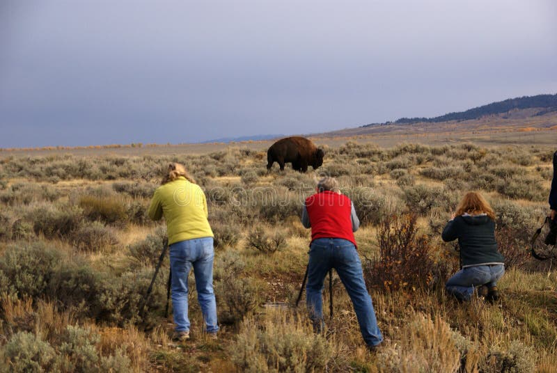 Buffalo hunters stock photo. Image of walking, mammal - 3379014