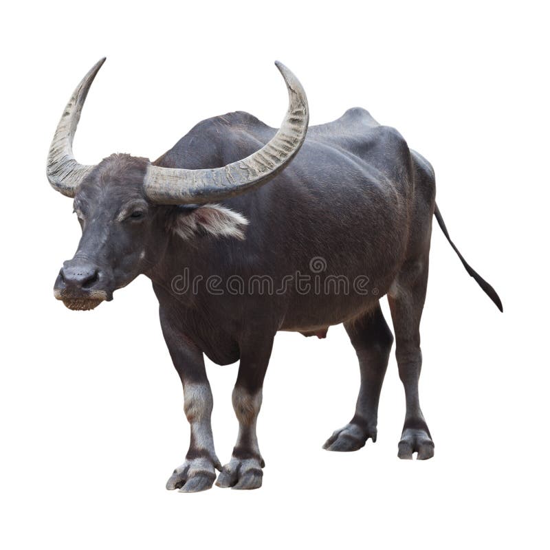 Buffalo isolated stock photo. Image of black, mammal - 31938478
