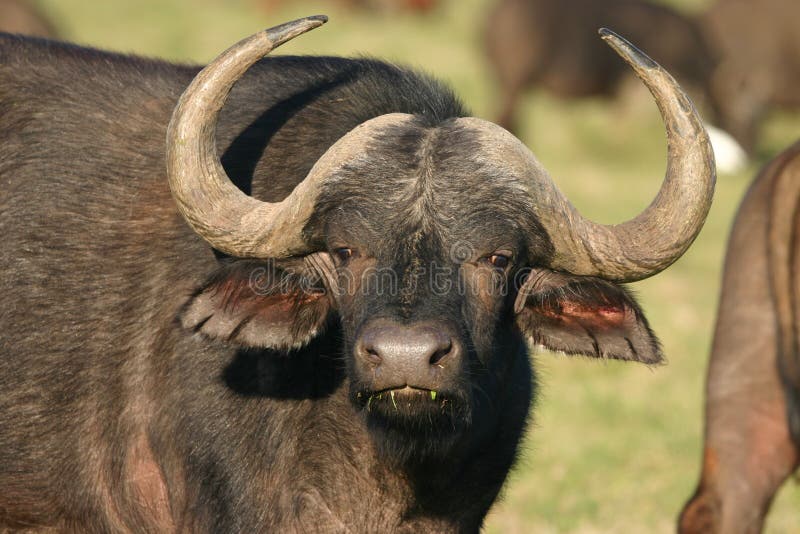 Buffalo stock image. Image of large, head, wild, ears - 76012975