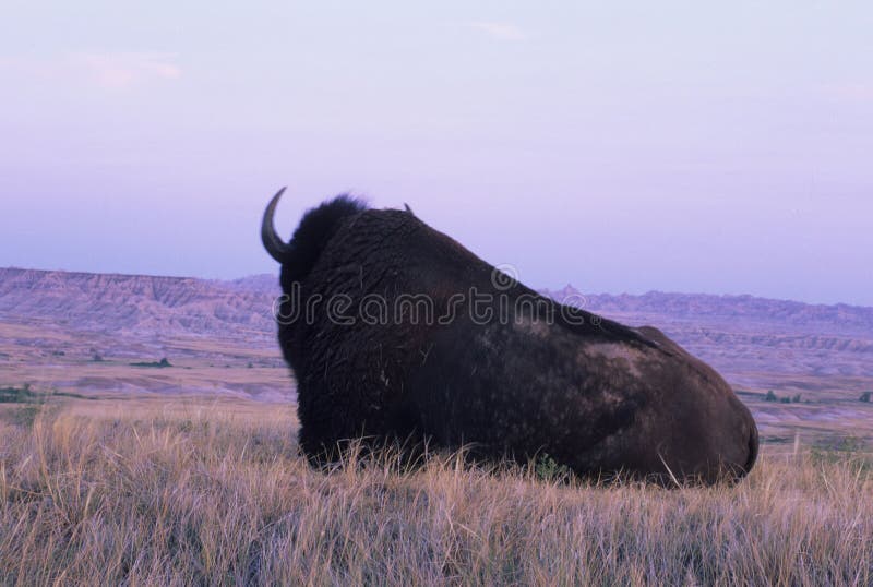 Buffalo enjoying view stock photo. Image of lands, dakota - 263084852