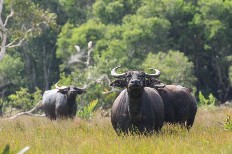 Buffalo Leader stock image. Image of wild, leader, face - 124992147