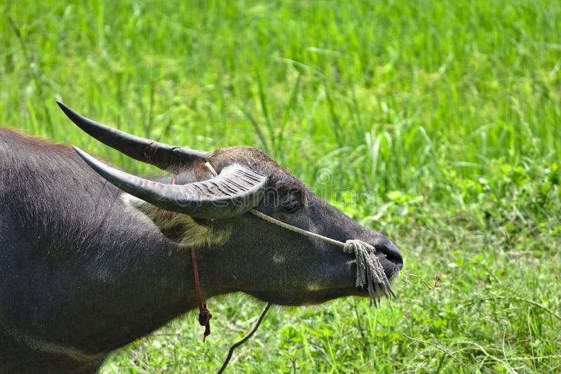 Buffalo stock image. Image of thailand, mammal, nature - 55488497