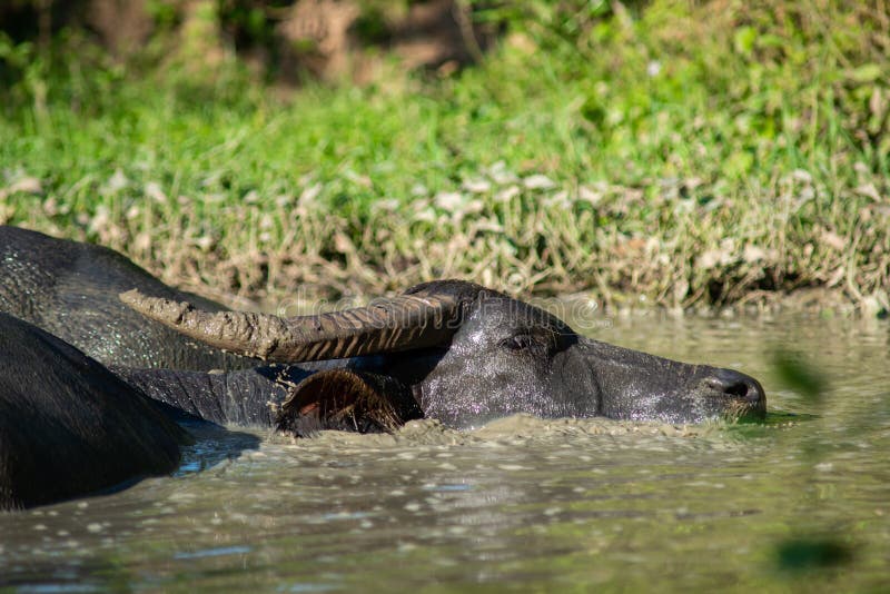 Buffalo stock photo. Image of landscape, bovine, cool - 196575172
