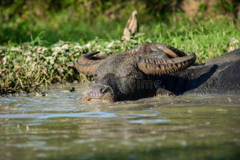 Buffalo stock photo. Image of asian, herbivore, asia - 196575508