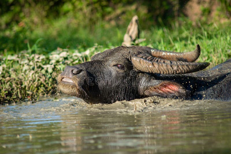Buffalo stock image. Image of canal, natural, nature - 196575613