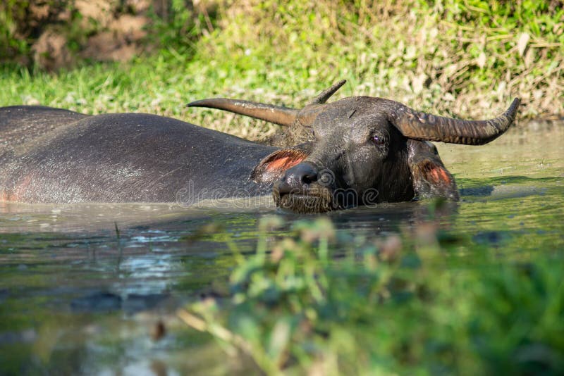 Buffalo stock photo. Image of nature, outdoor, lagoon - 196575704