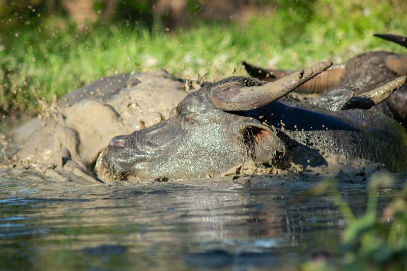 Buffalo stock photo. Image of green, horn, field, bull - 196575732