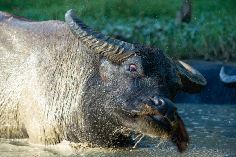 Buffalo stock photo. Image of cool, farm, beautiful - 196576162