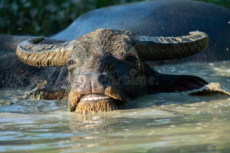 Buffalo stock image. Image of nature, myanmar, black - 196576219
