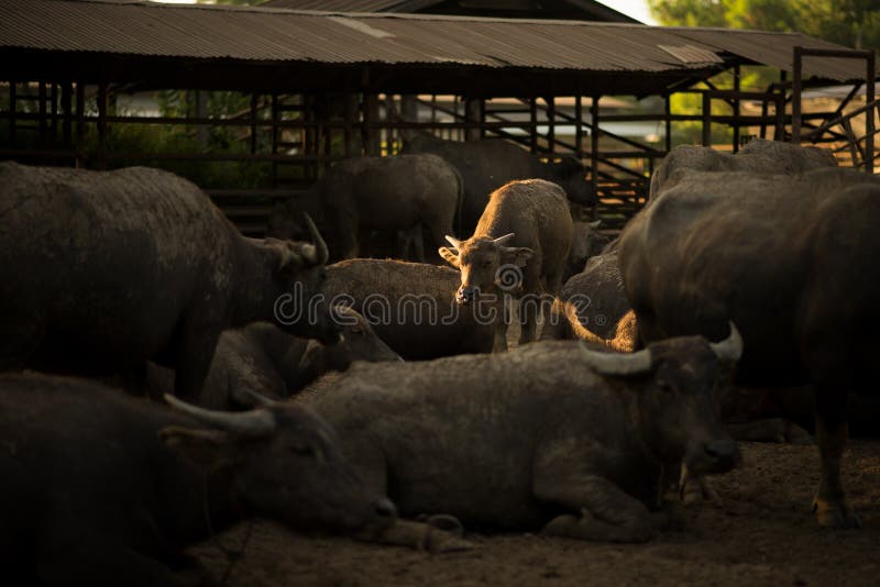 Buffalo stock photo. Image of climate, farm, buffalo - 43835230