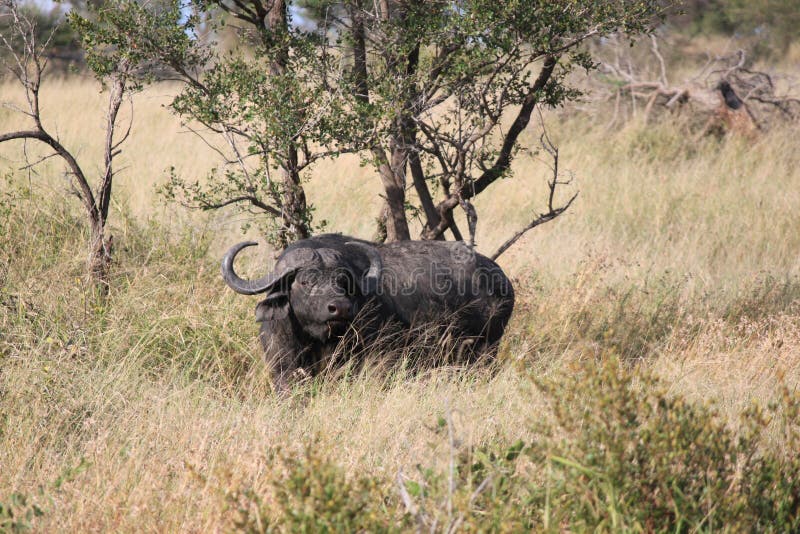 Buffalo stock image. Image of wildlife, horns, bushveld - 48368973