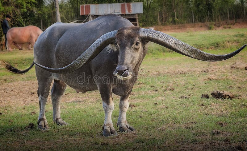 Buffalo long horn stock photo. Image of farmer, horned - 71211142