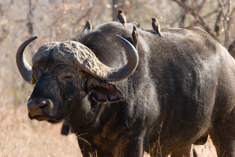 Buffalo look stock photo. Image of creature, kenya, jungle - 6104404