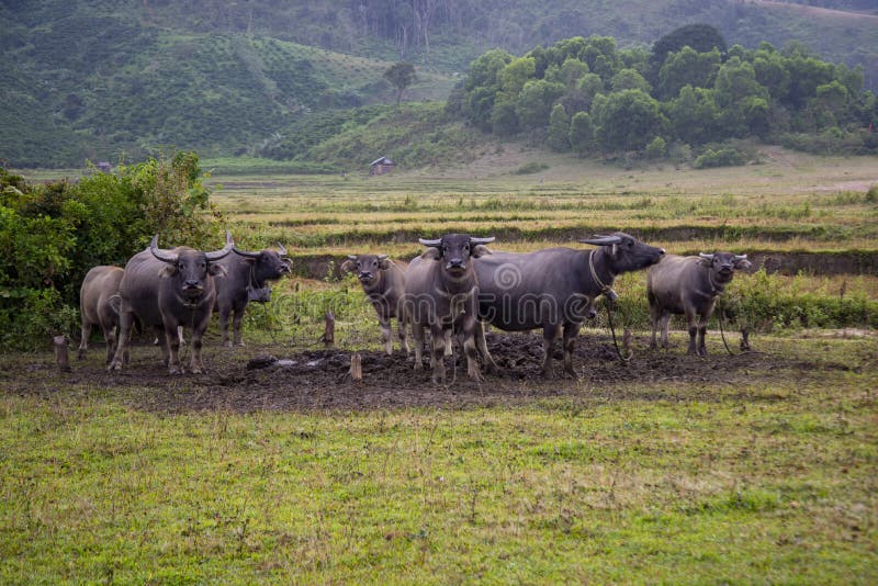 Buffalo is Looking Around. Herd of Buffaloes Roaming in the Forest ...