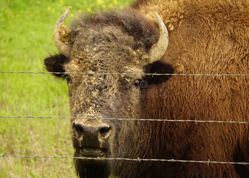 Buffalo Looking through the Fence. Stock Photo - Image of large, horns ...