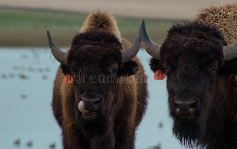 Buffalo stock photo. Image of birds, numbers, curiously - 69300886