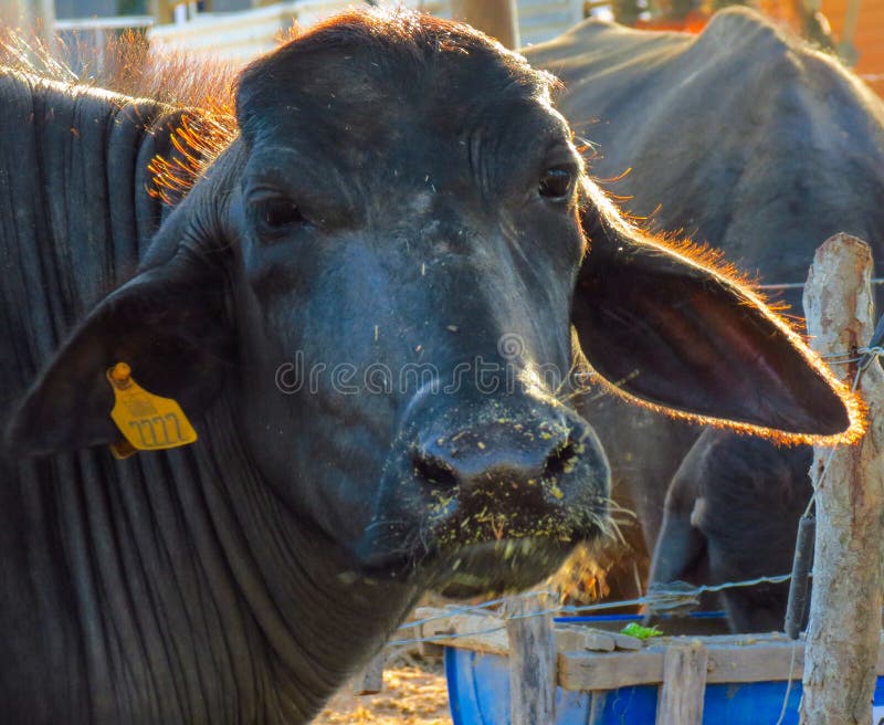 A buffalo looking at you stock image. Image of looking - 186801983