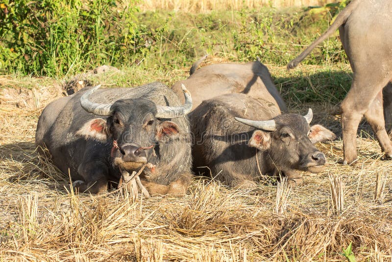 The Buffalo are Lying in the Field Stock Photo - Image of lying, herd ...