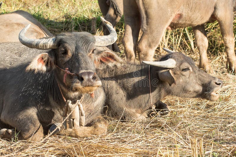 The Buffalo are Lying in the Field Stock Image - Image of beautiful ...