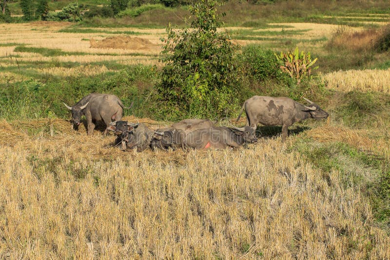 The Buffalo are Lying in the Field Stock Photo - Image of cattle ...