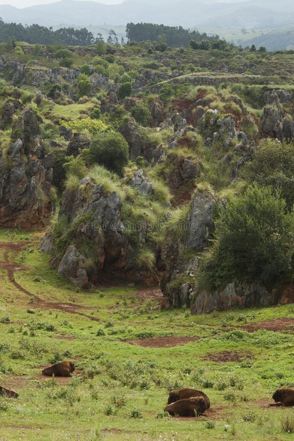 Buffalo Lying on the Grass in the Nature Park Stock Image - Image of ...