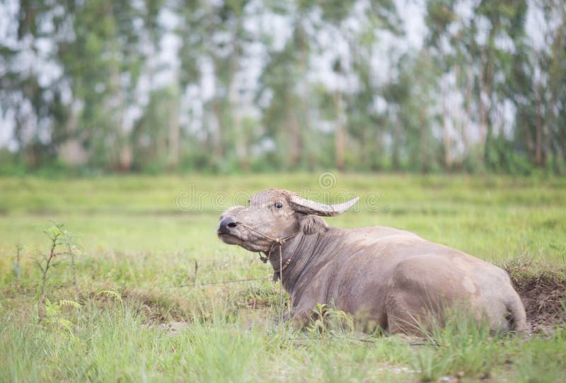 Buffalo stock image. Image of paddy, sleep, grass, cattle - 118158435