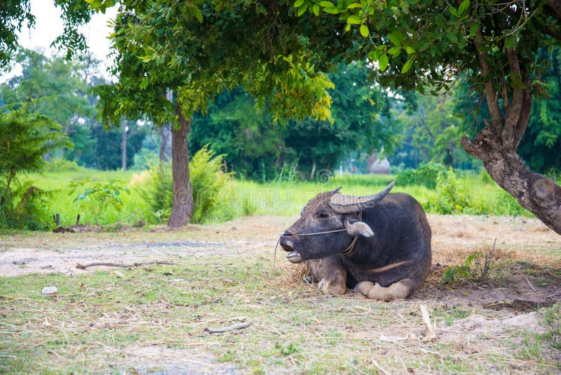 Buffalo stock image. Image of herbivore, mammal, nature - 67186215