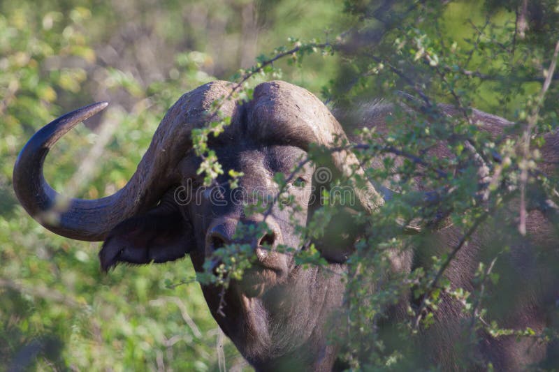 Buffalo male stock photo. Image of black, aggressive - 24423636