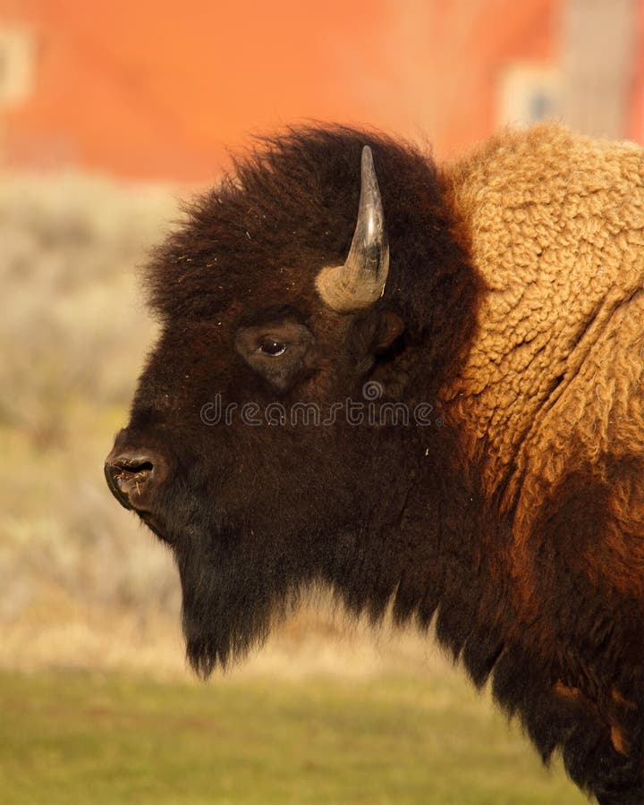 Buffalo Male Profile stock photo. Image of animal, natural - 31717296