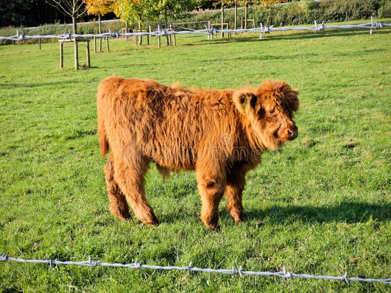Buffalo Maverick Looking Curiously at the Camera Stock Image - Image of ...