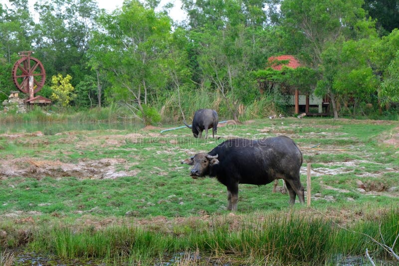 Buffalo in the meadow stock image. Image of wildlife - 194532903