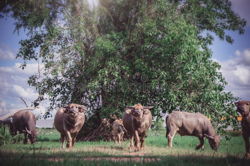 Buffalo in the Meadow , Animals Life in the Nature Garden Stock Photo ...