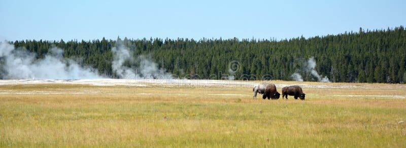 Buffalo on the meadow stock photo. Image of nature, panorama - 34430664