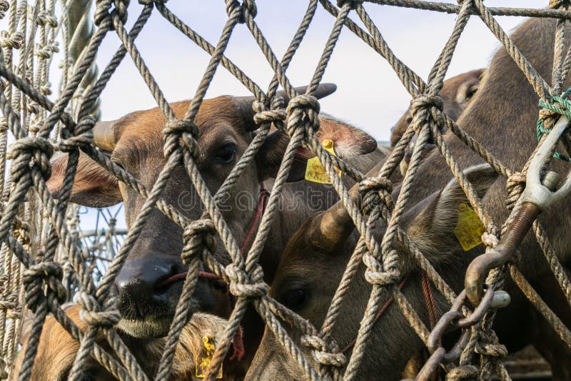 Buffalo in a Mesh Cage on a Truck . Stock Photo - Image of fence ...