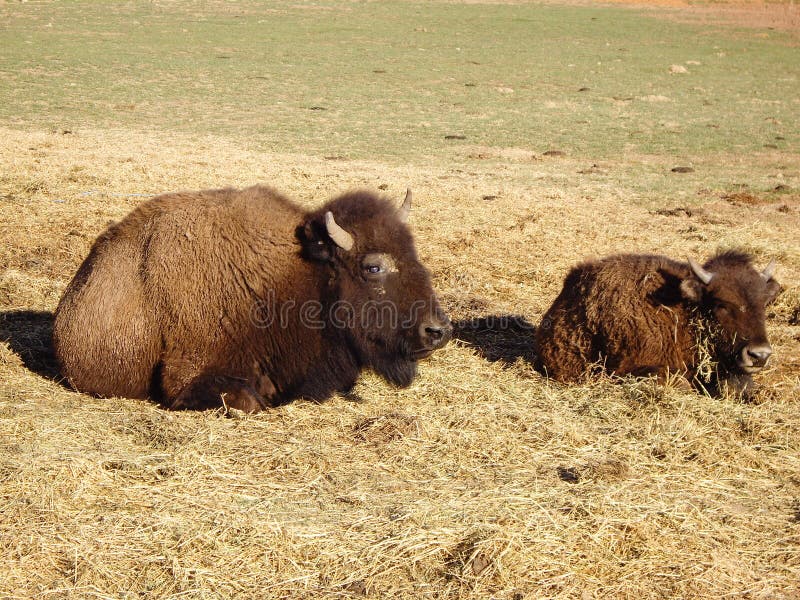 Baby buffalo and mom stock photo. Image of body, buffalo - 135509472