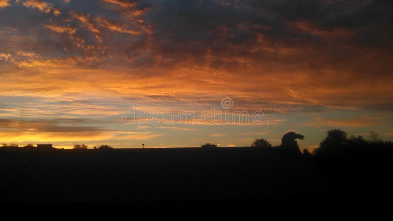 Buffalo morning sunrise stock photo. Image of cotton - 48828450