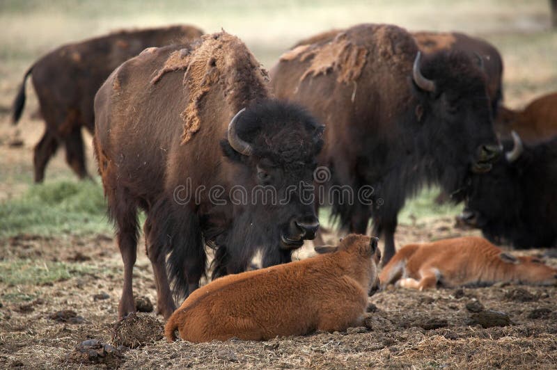 Buffalo mother and calf stock image. Image of indians, mammal - 974397